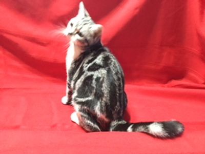 Willow Blue Cattery - Bengal Kittens, American Shorhair, Breeder