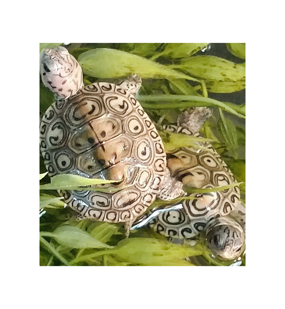 Diamondback Terrapins - Diamondbackterrapinisland.com