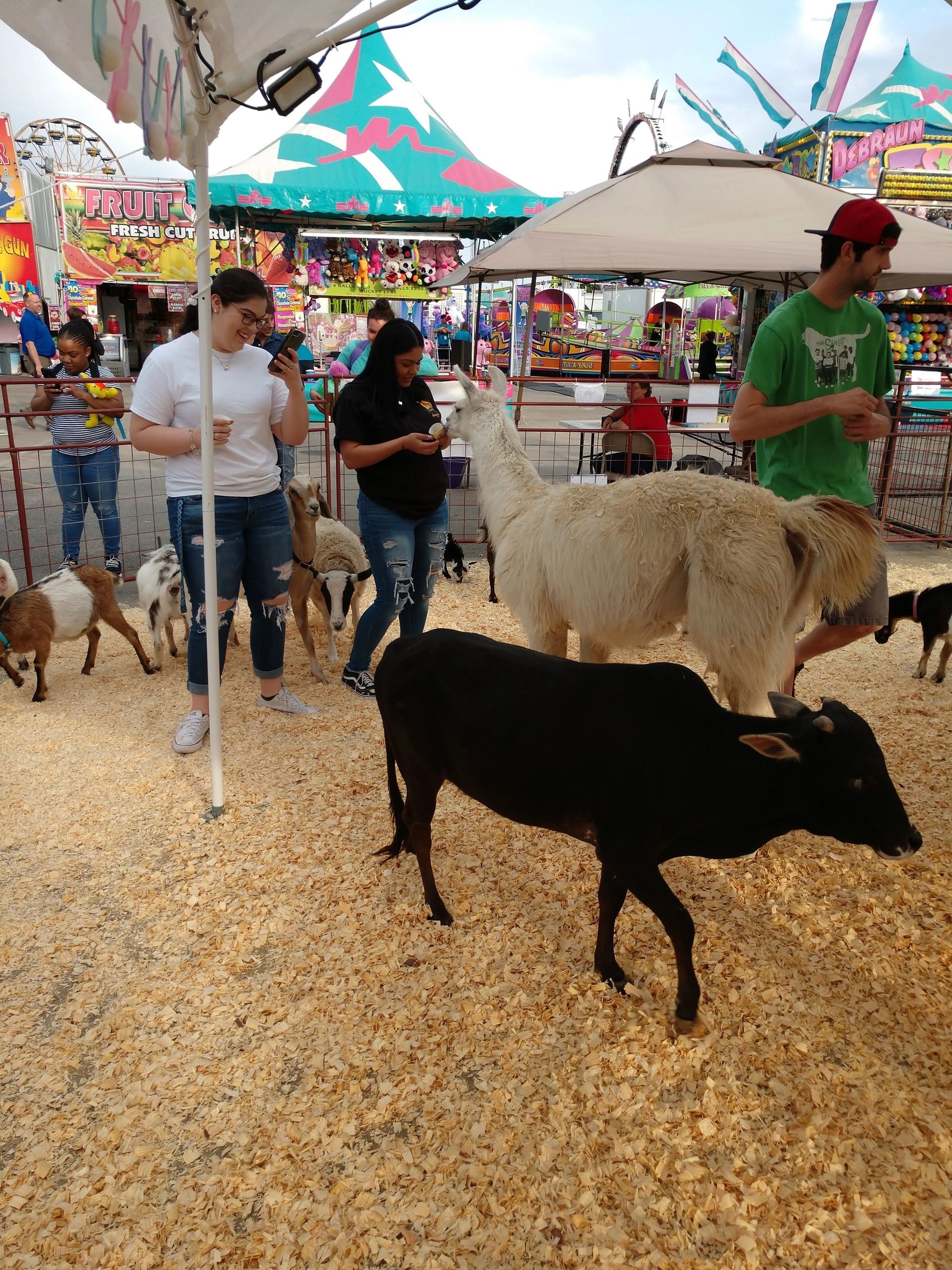 Carriages Camels and Critters LLC