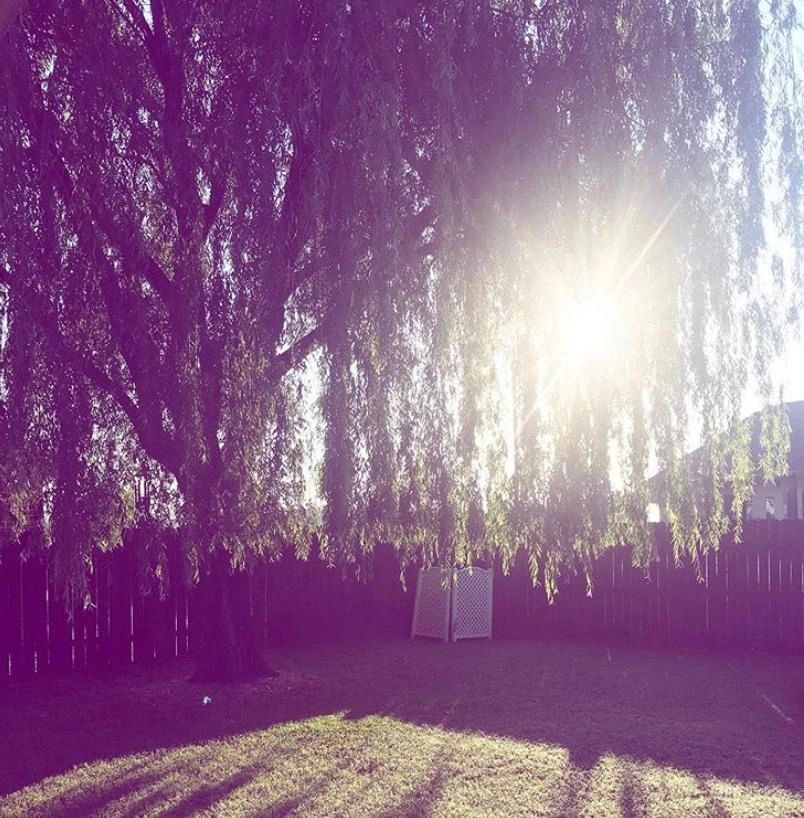 Willow Tree Marketing