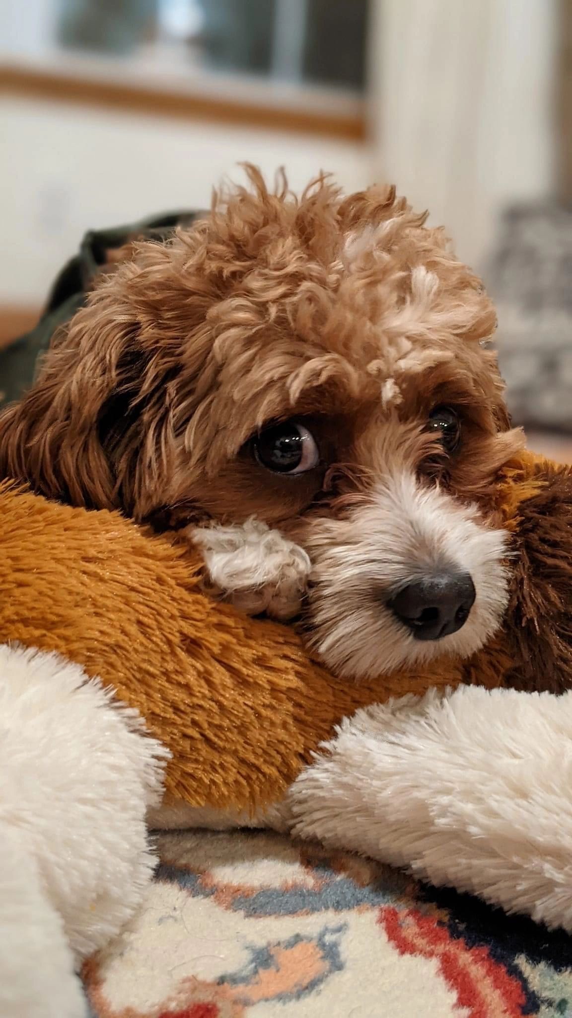 Puppy - Precious Pups Mo