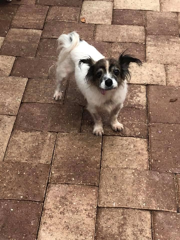 Pawlicious Poochie Pet Rescue