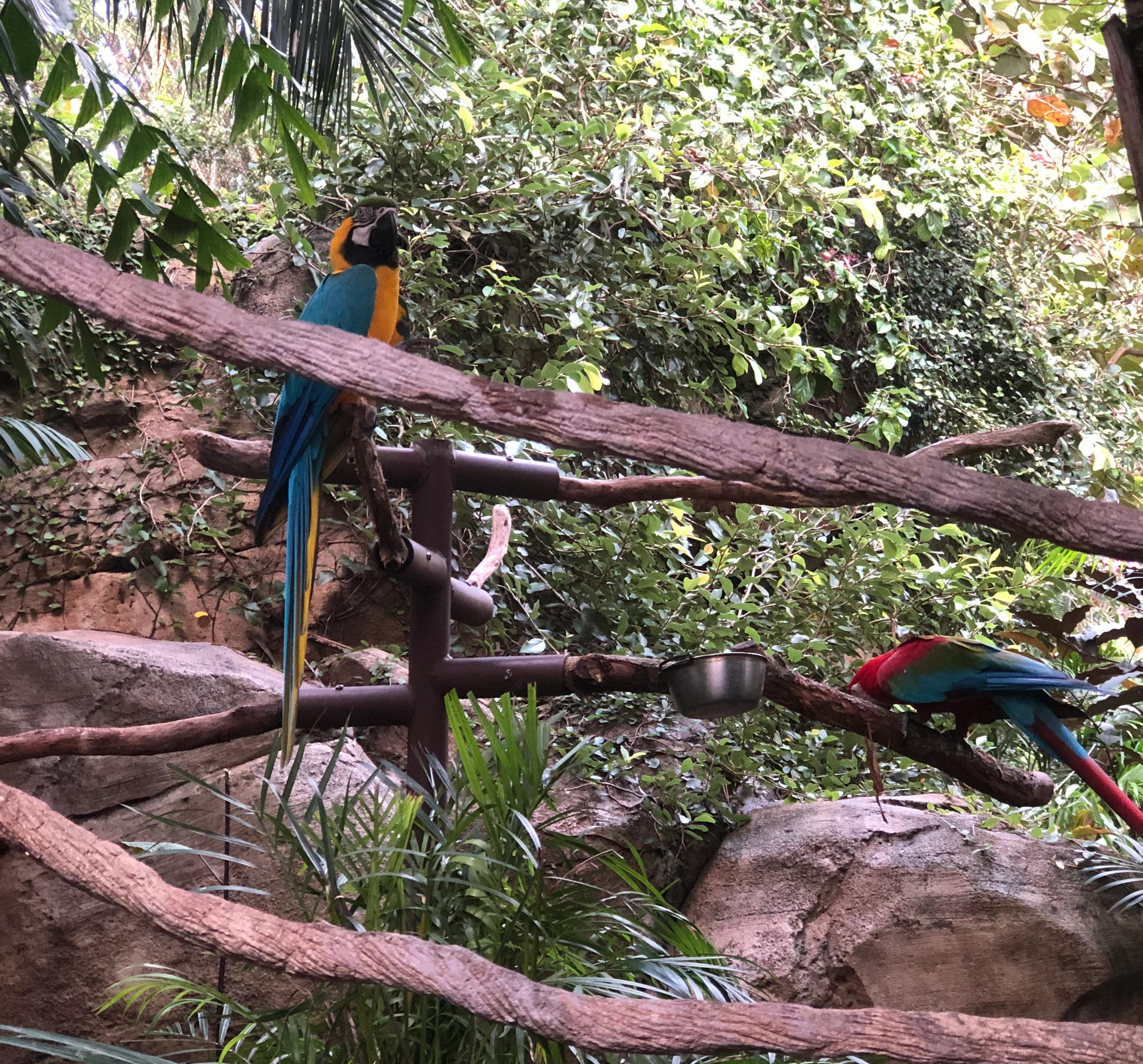 True Colors Exotic Birds