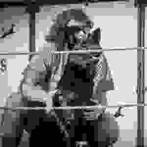 The Gated Dock - Dog Training, Dock Diving