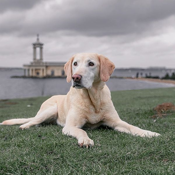 Hero Paws - Ex Military Working Dogs, Dog Rehoming, Service Dog