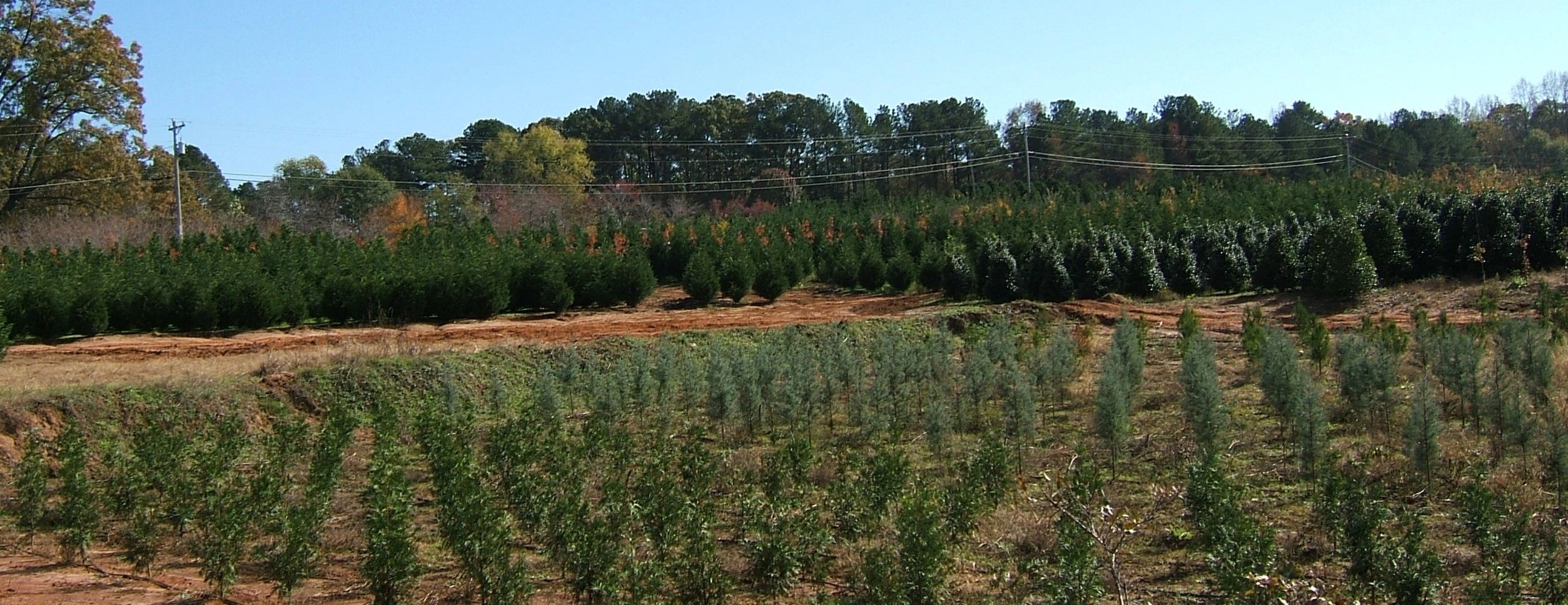 Suwanee Tree Farm