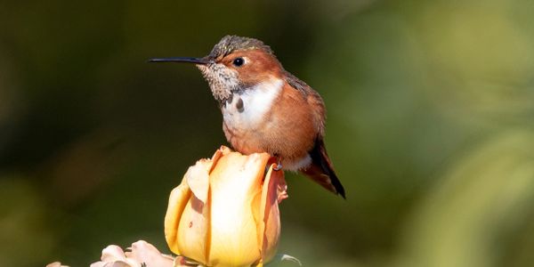 Ryan Torres Photography