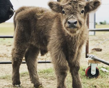 Little Lucky Cattle Company - Home