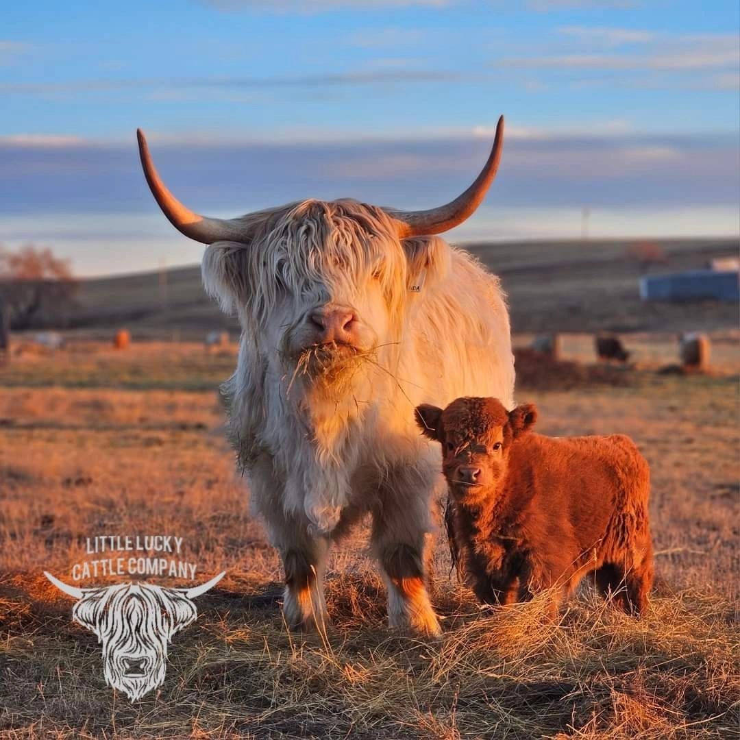 Little Lucky Cattle Company - Home