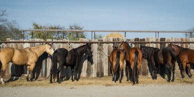 Horses | Tate Farms