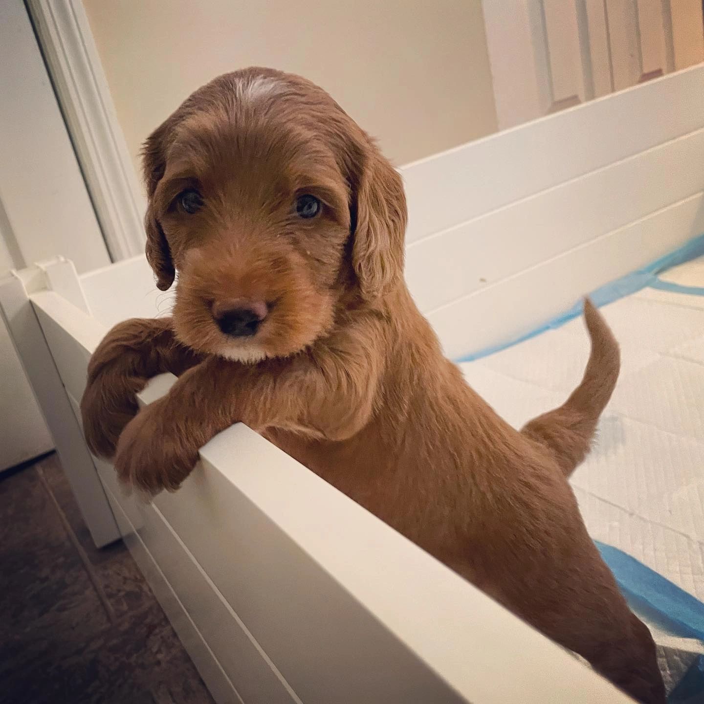 Are Labradoodles Used As Guide Dogs