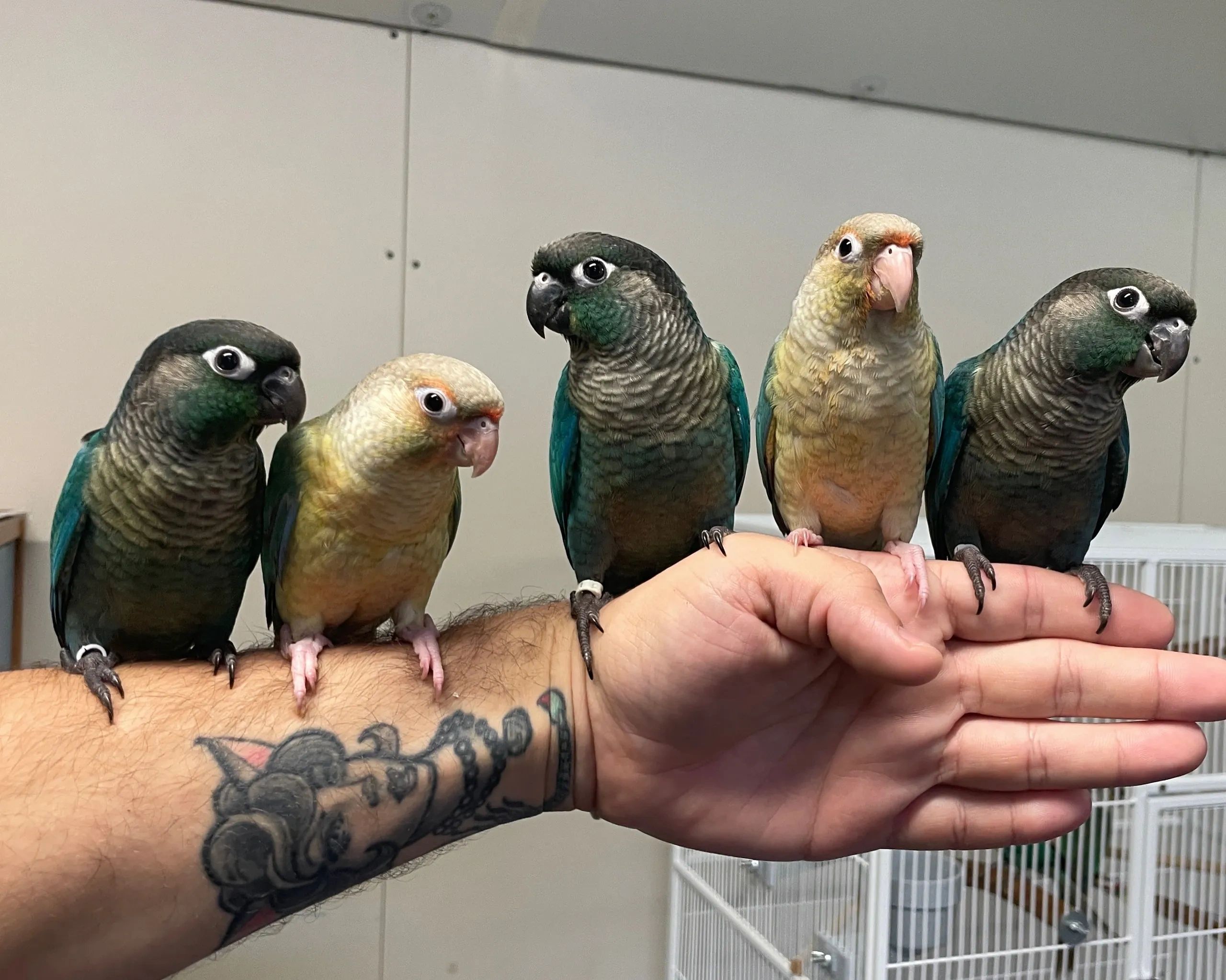 Conures Keep