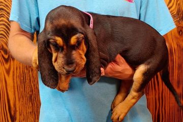 Copper Creek Bloodhounds - Bloodhound Puppies