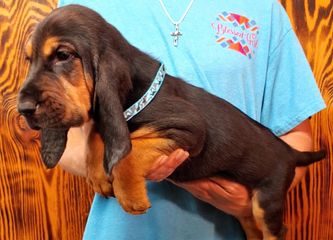 Copper Creek Bloodhounds - Bloodhound Puppies