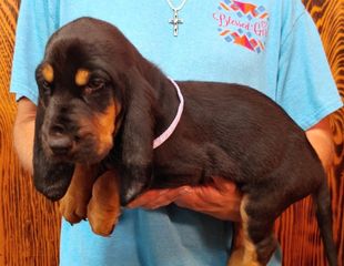 Copper Creek Bloodhounds - Bloodhound Puppies