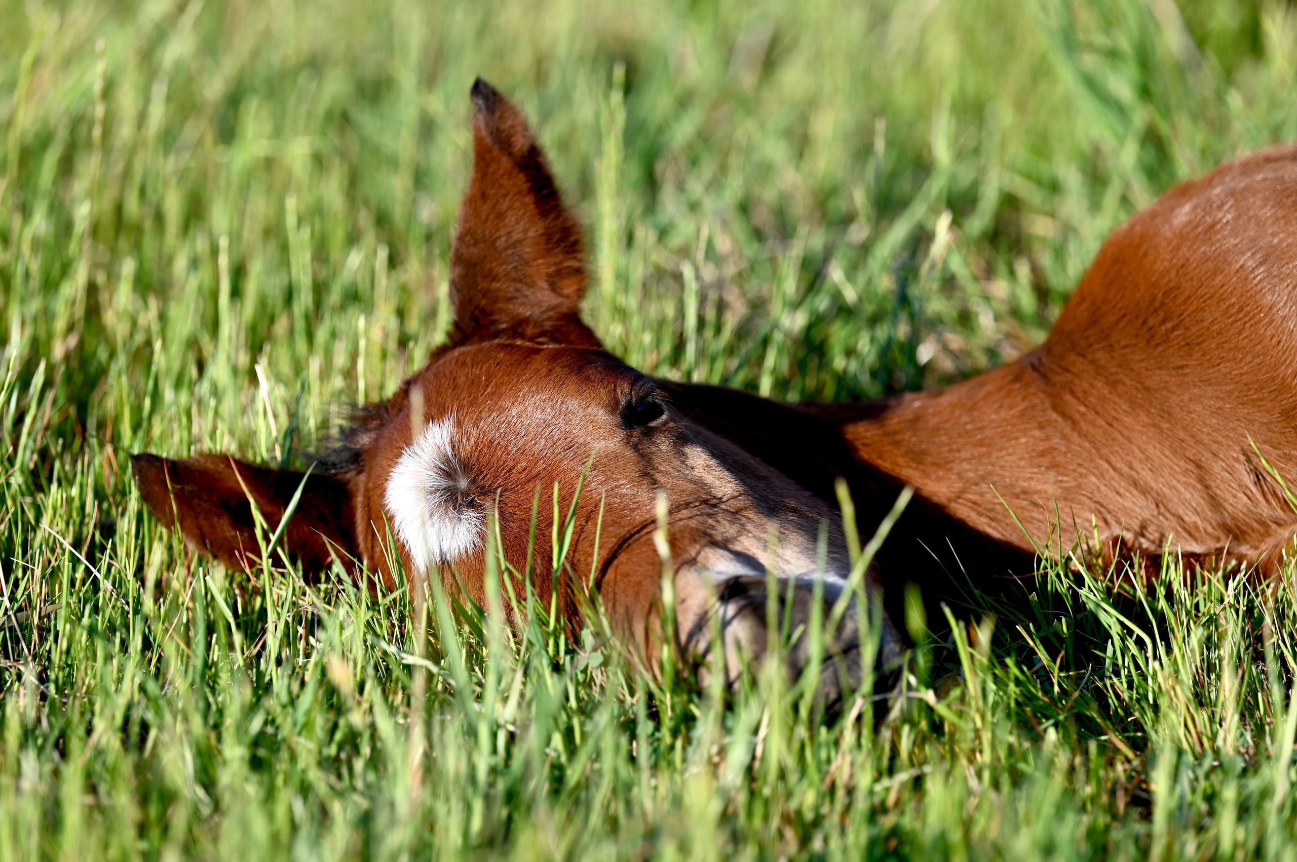 Standing KOSTER (AUS) | Noogee Park Thoroughbreds