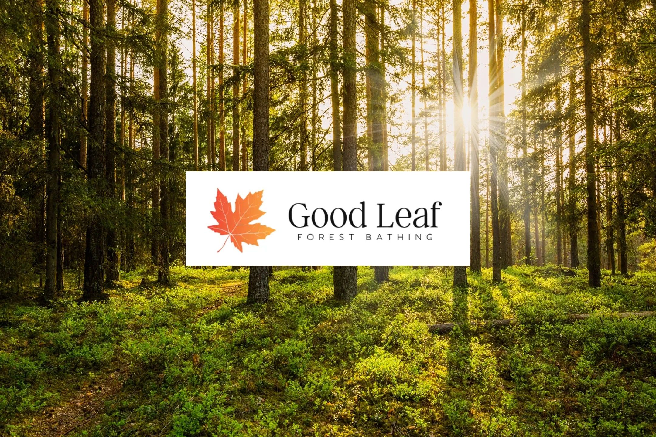 Good Leaf Forest Bathing