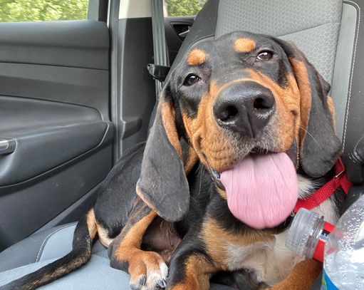 Available Animals | Humble Hounds Animal Rescue