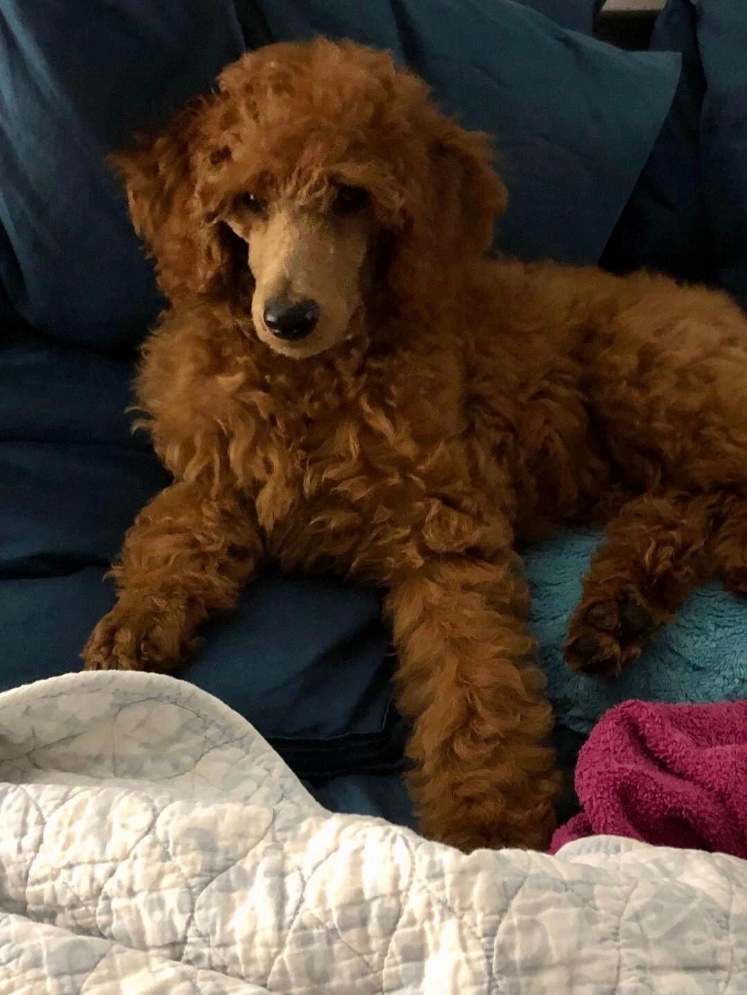Red Standard Poodles