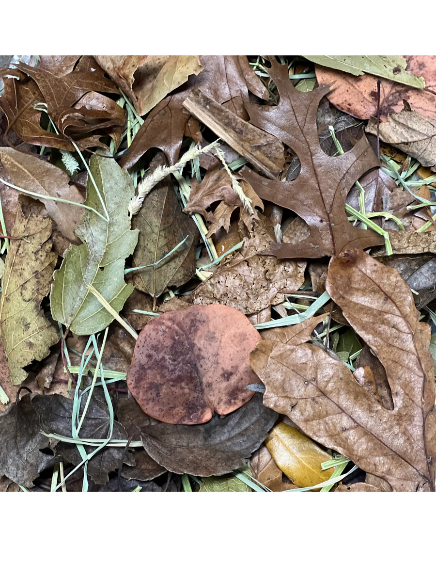 Coastal Forage Leaf Litter