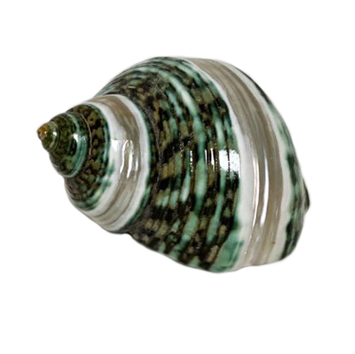 Banded Argyrostoma Turbo