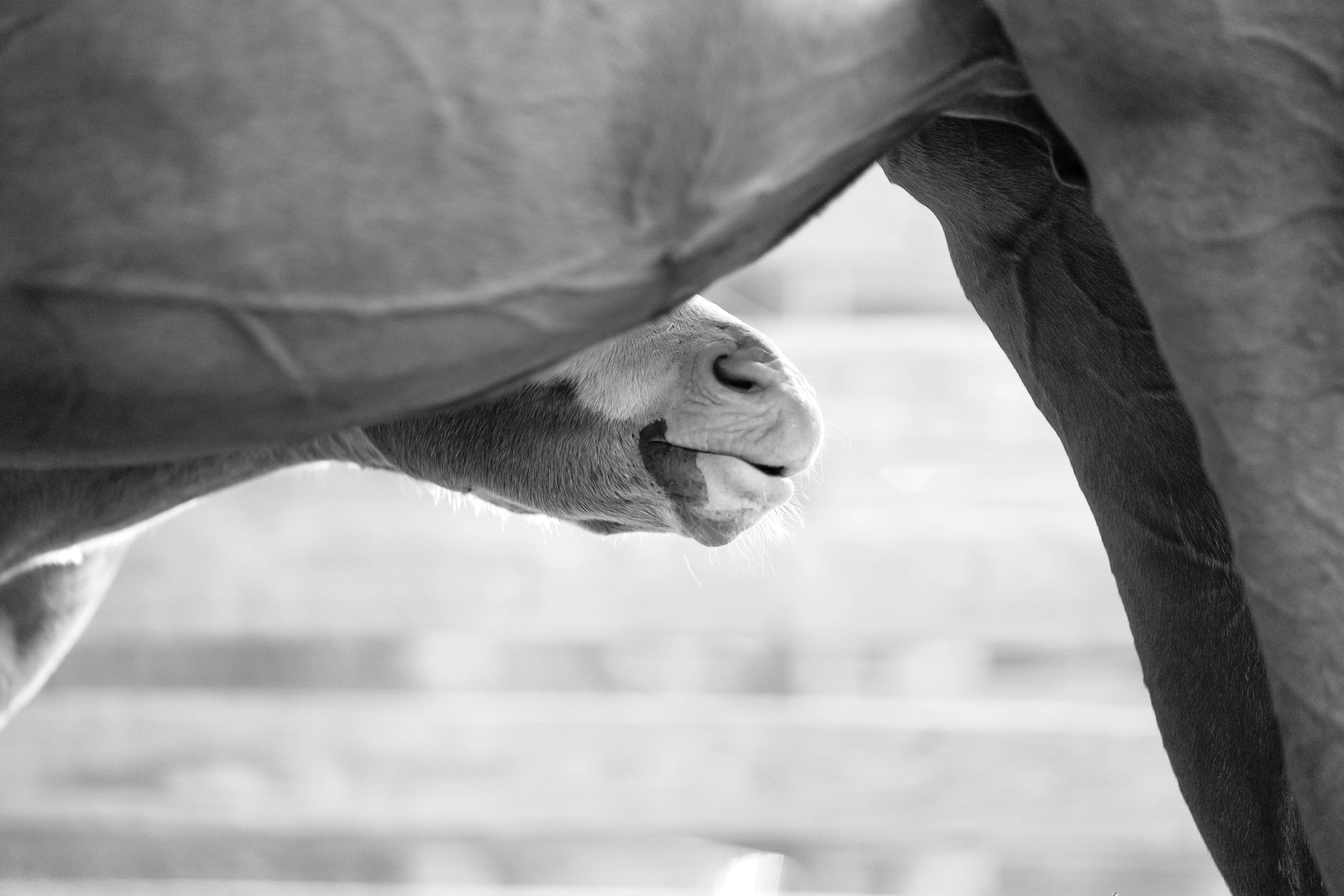 Equestrian Photography by Renew Creative