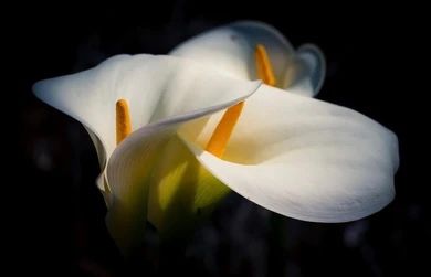 Condolences Expressed Following Passing of Óglach Sean Hannaway