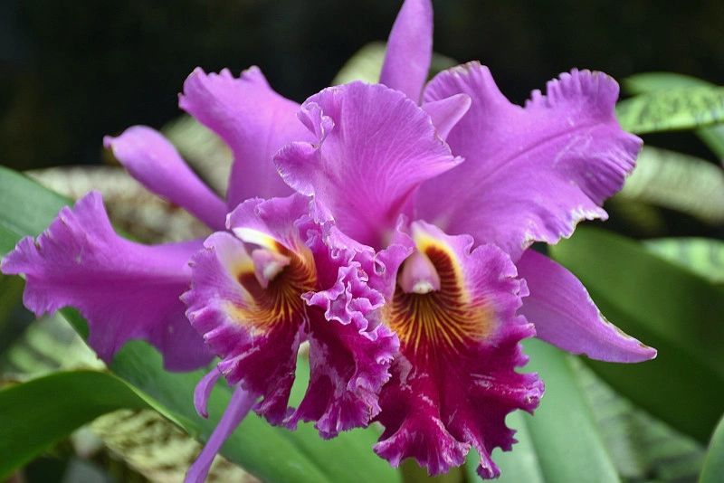About Orchids