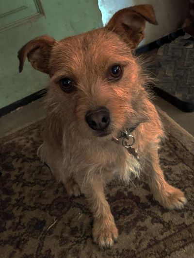 Rescue Dogs Available