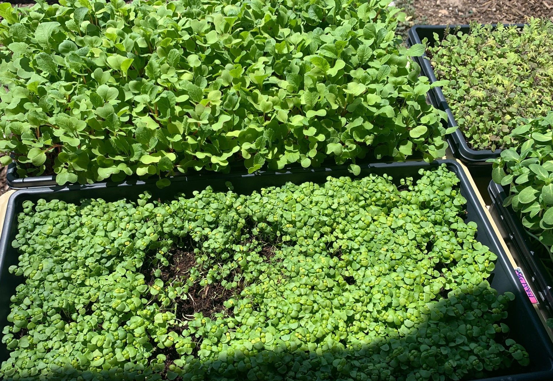 Micro King Green Farm