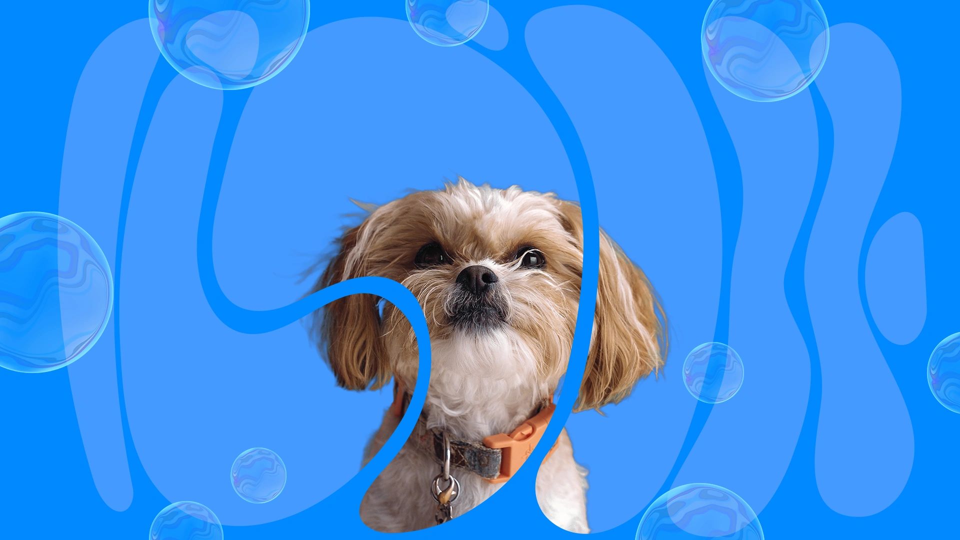 Large and Small Dog Grooming - My Dog's Spaw