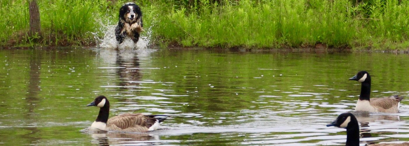 Goose Dogs For Sale: Trained Border Collie for Sale for Goose Control
