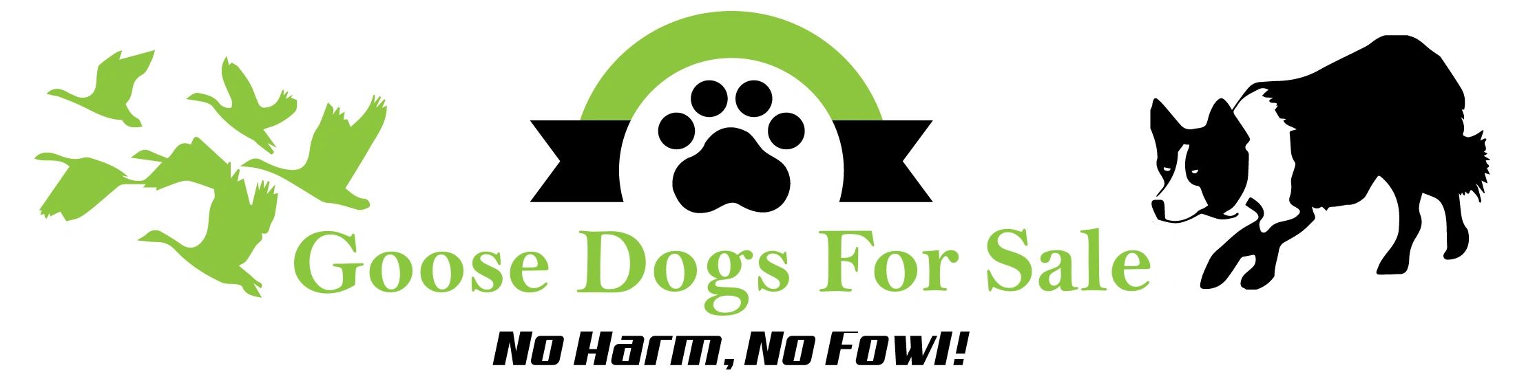 Goose Dogs For Sale: Trained Border Collie for Sale for Goose Control