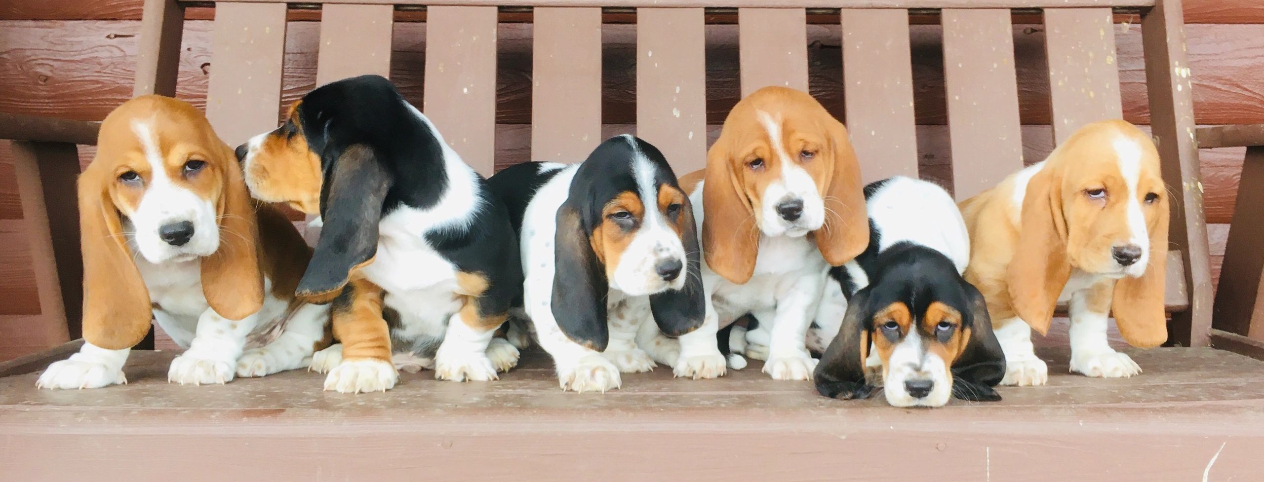Find Basset Hounds Near Me