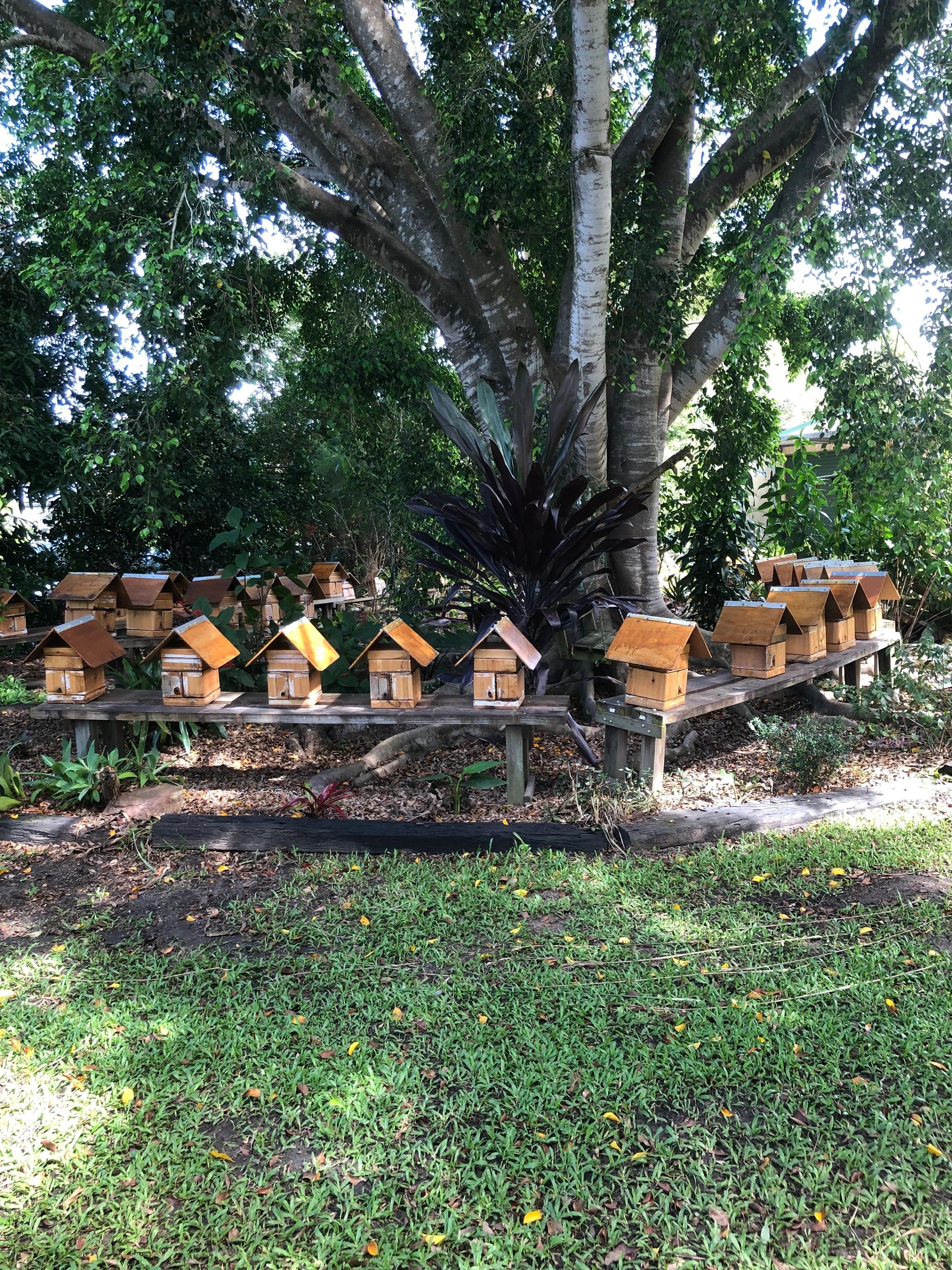 Propagating Native Stingless Bees - Splitting Verse Eduction
