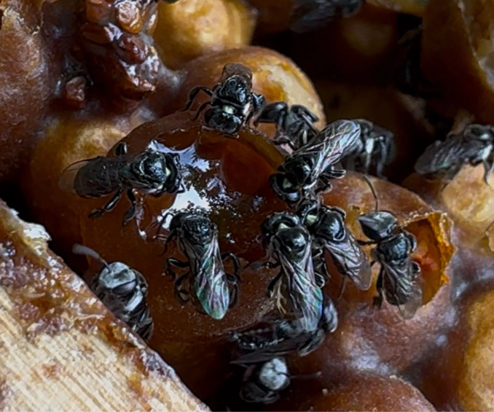 How Do Bees Make Honey? A Complete Step-by-Step Guide