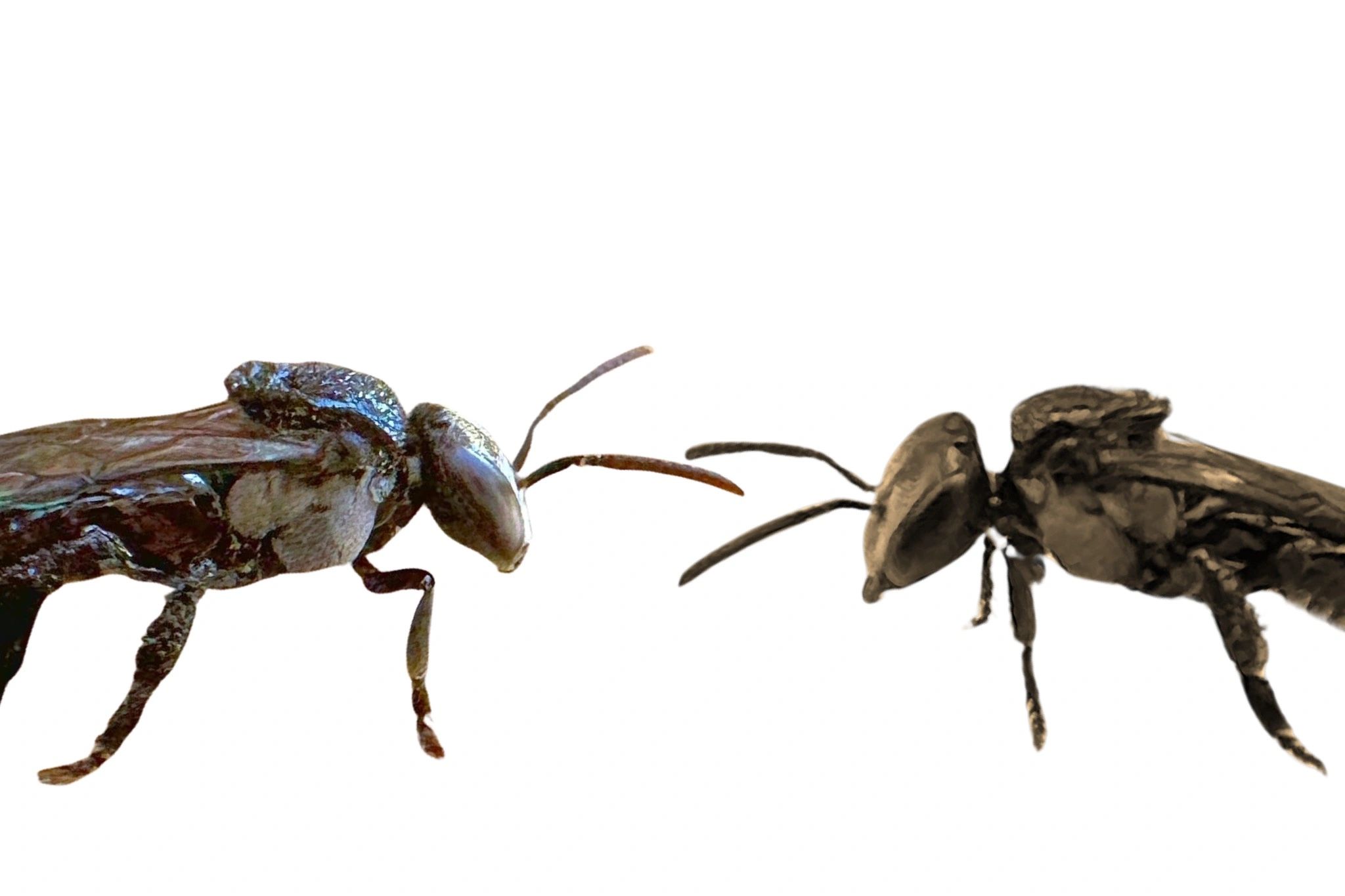 Tetragonula Carbonaria vs. Tetragonula Hockingsi: A Comparison
