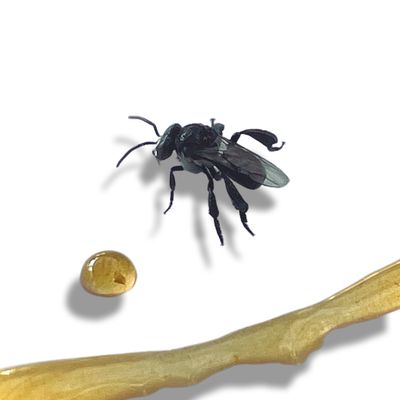 Australian Native Stingless Bees