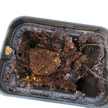 Australian Native Stingless Bee Honey - Tetra Native Bees