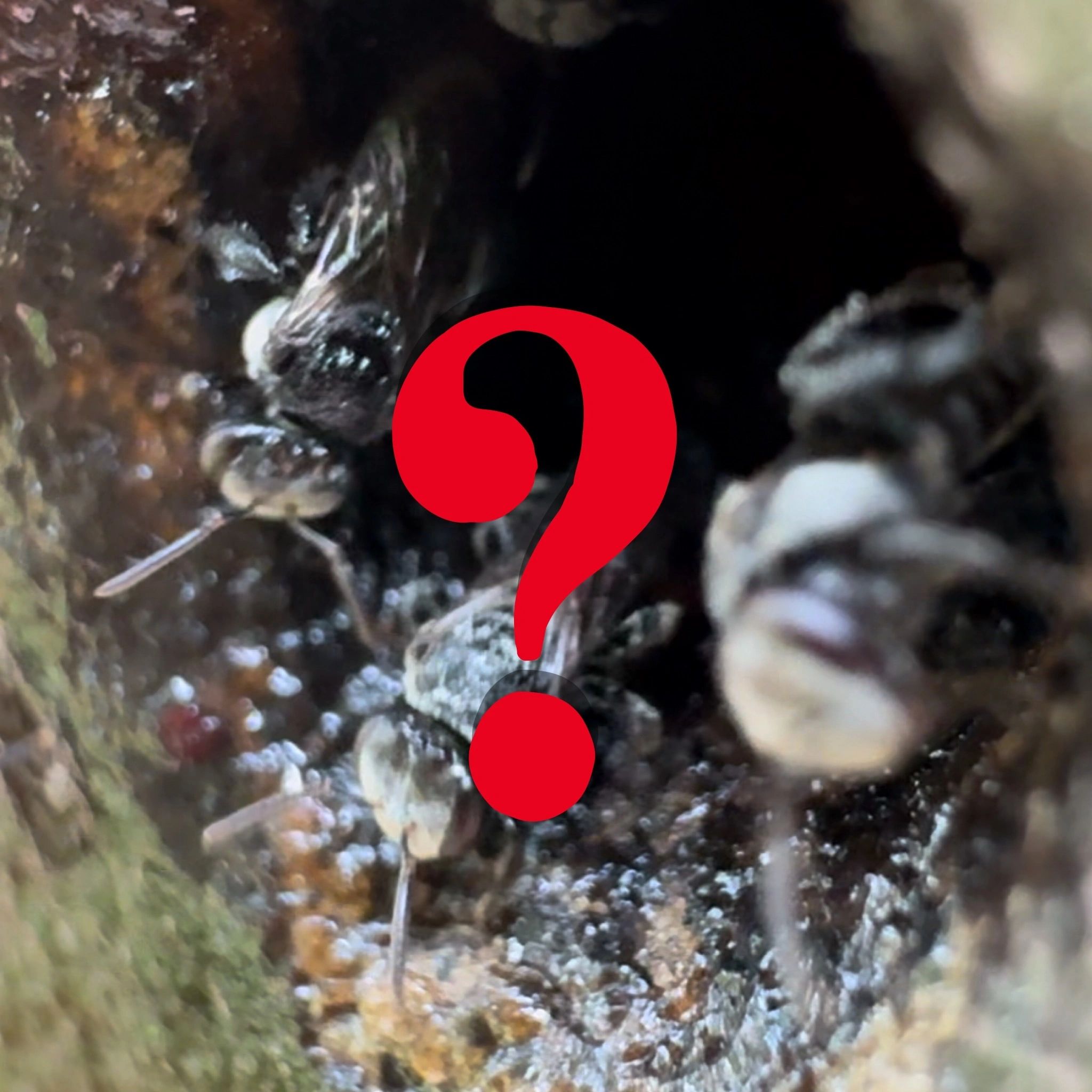 Top 10 Frequently Asked Questions About Native Bees