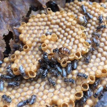 Australian Native Stingless Bee Honey - Tetra Native Bees