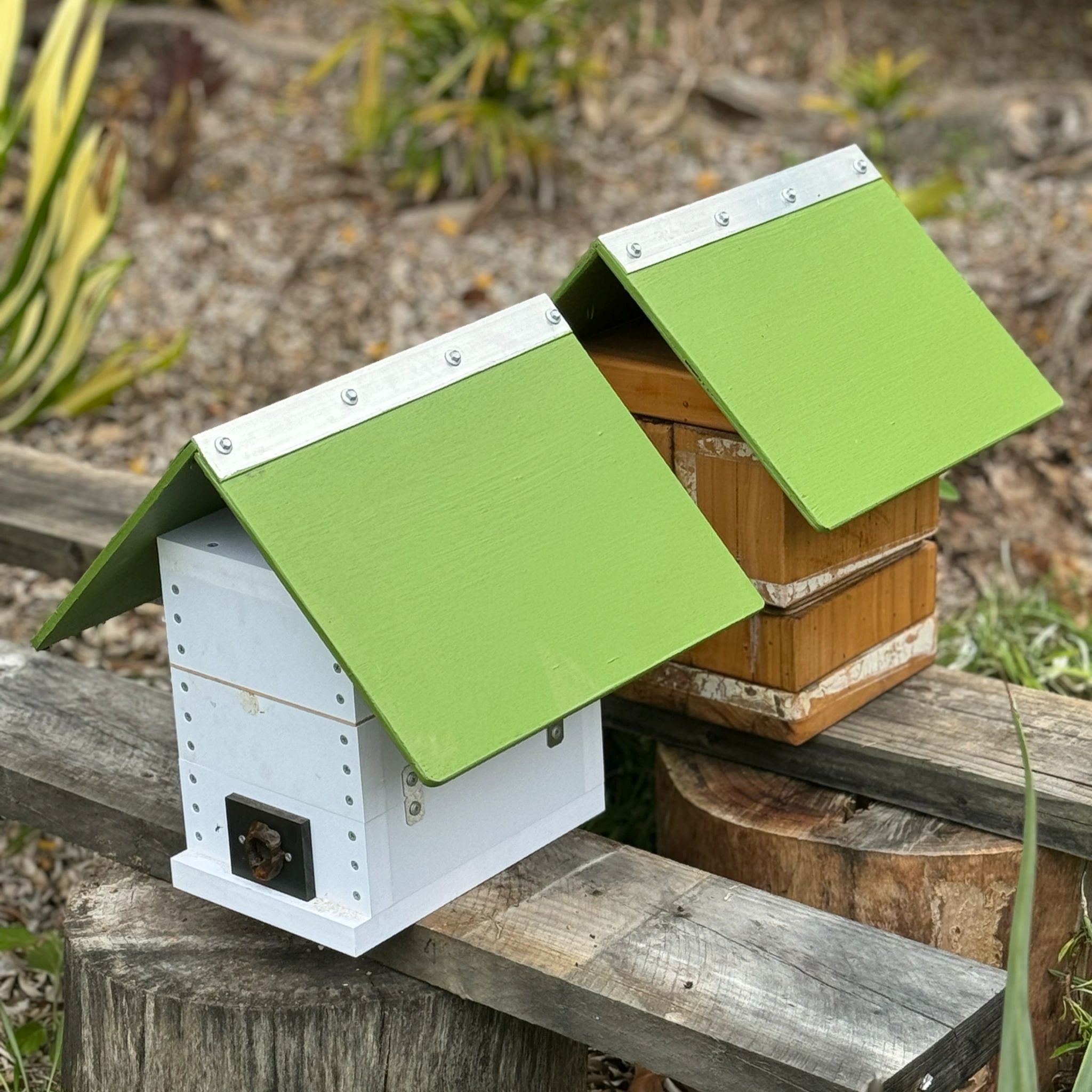 How to Set up an Eduction for Native Bees: A Step-by-Step Guide