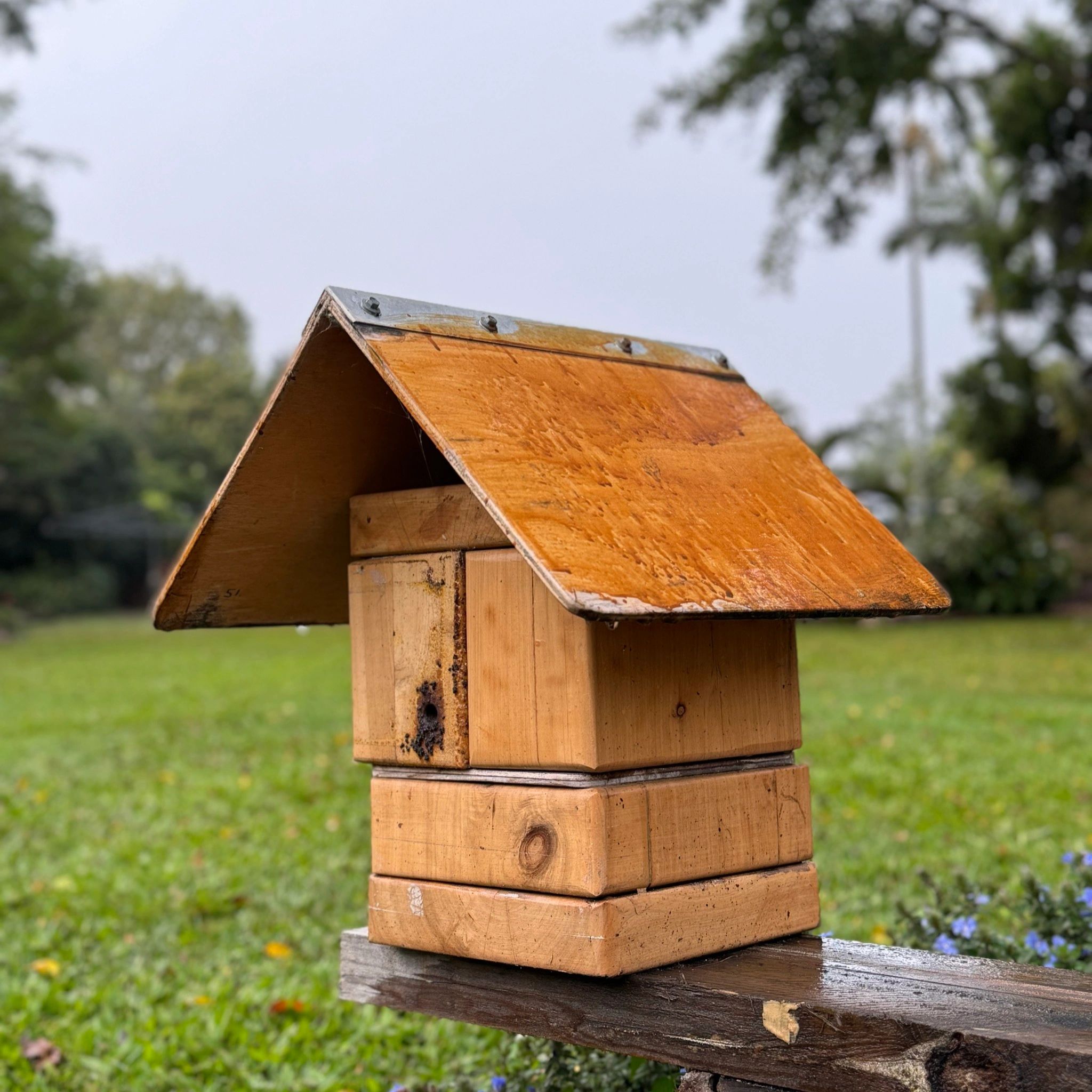 Native Stingless Bees in Winter: Behaviour and Caring Tips