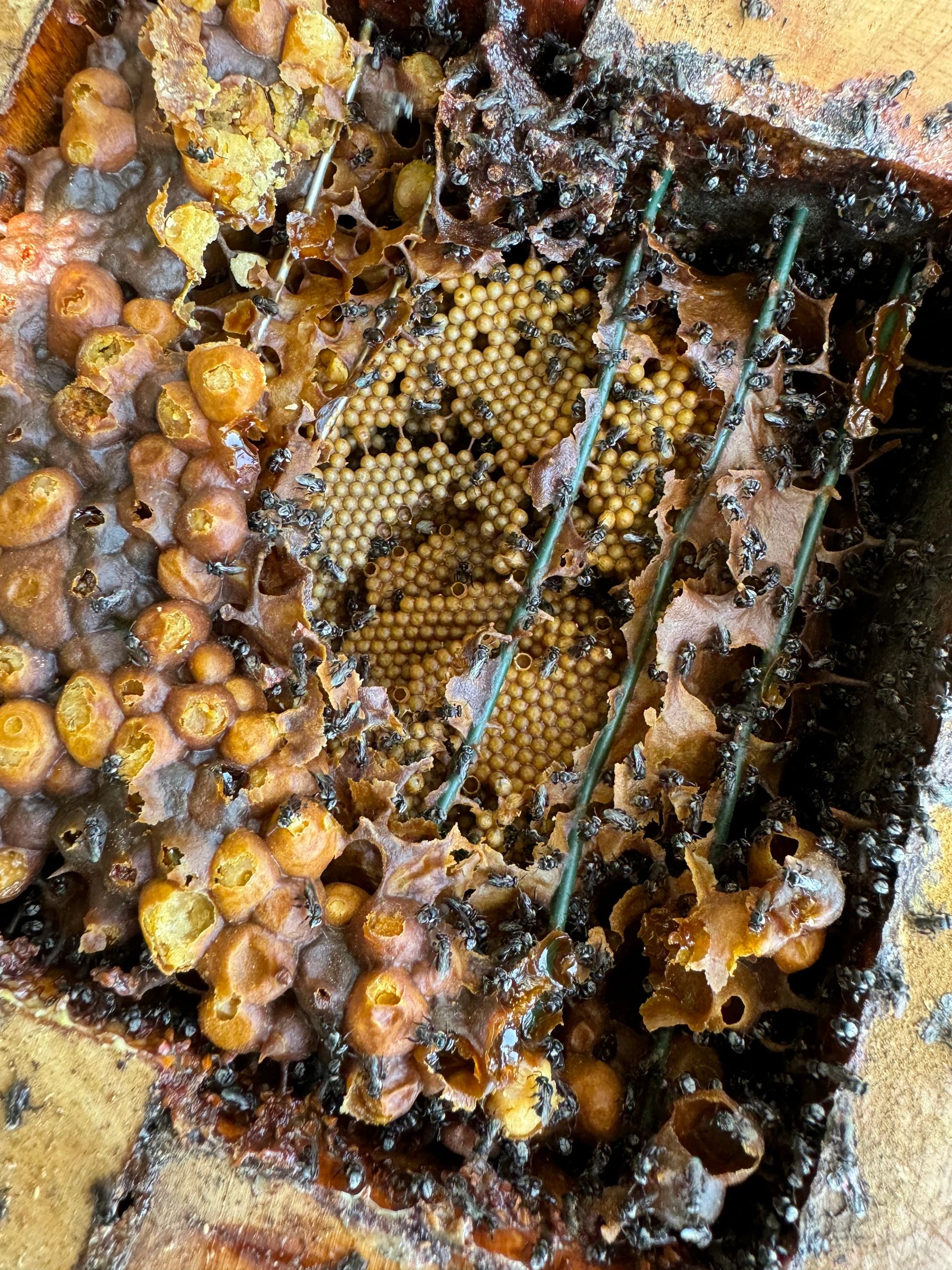 Native Bee Hives in Brisbane: Record Hive Losses in 2024