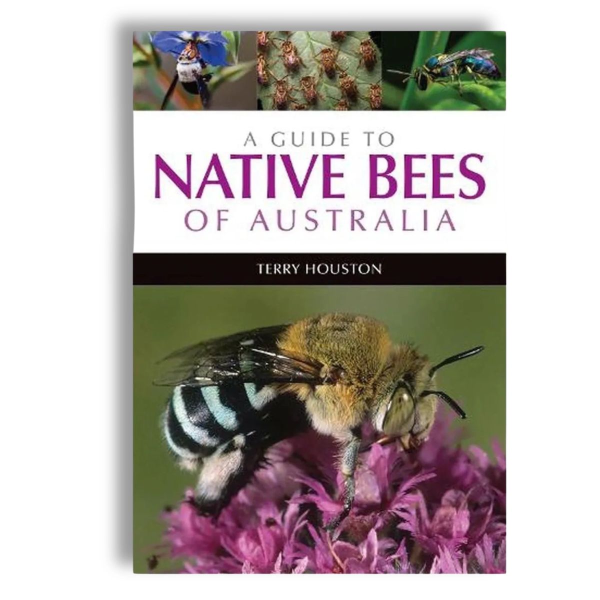 A Guide to Native Bees of Australia