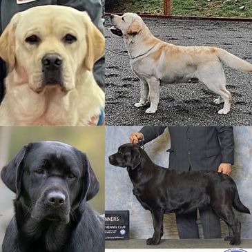 JoMar Labradors