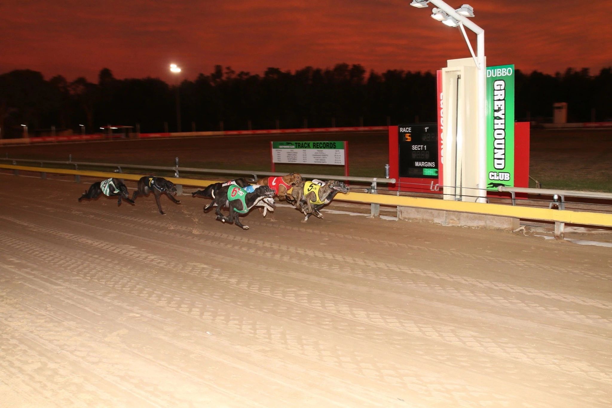 Dubbo Greyhound Racing Club - Greyhound, Racing