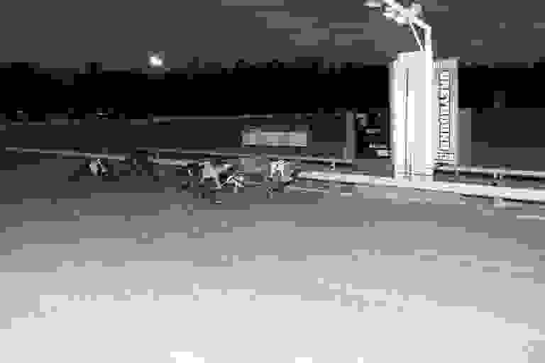 Dubbo Greyhound Racing Club - Greyhound, Racing