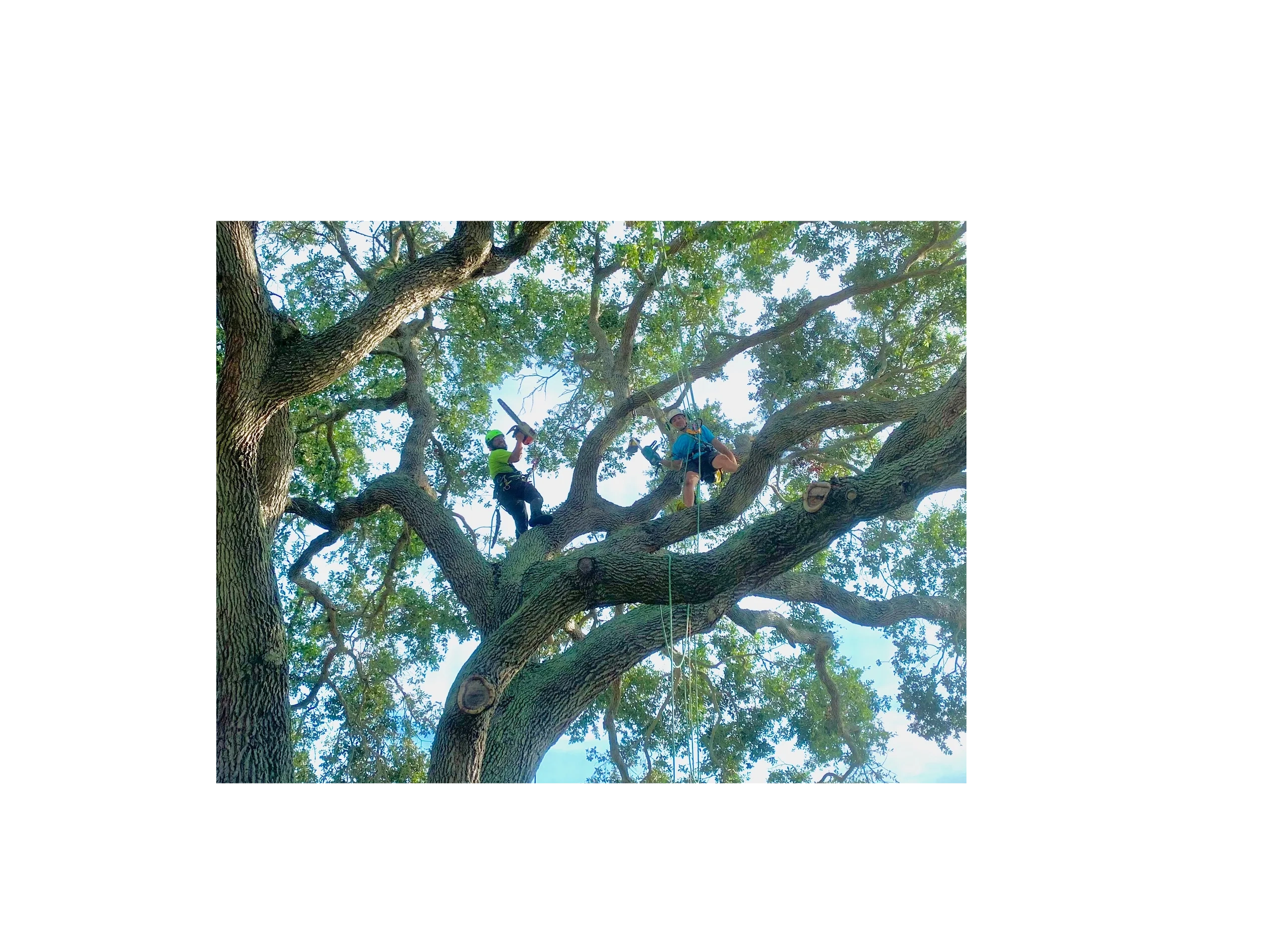 Veteran Tree Experts - Tree Service, Pruning