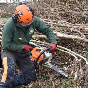 Tree Surgery, Hedgelaying - Langore Tree Services - , England